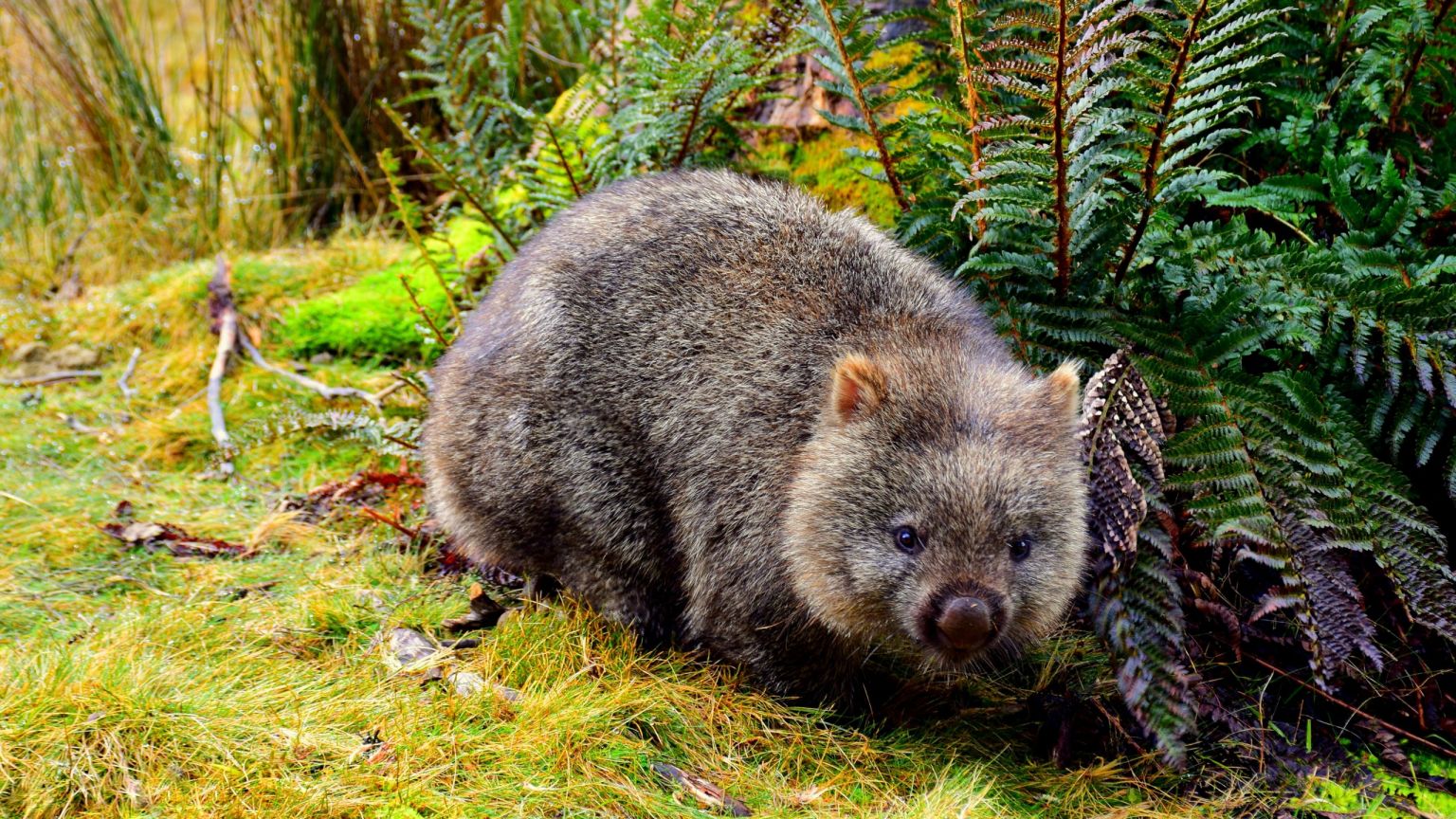 Wombat Fact Sheet | Blog | Nature | PBS