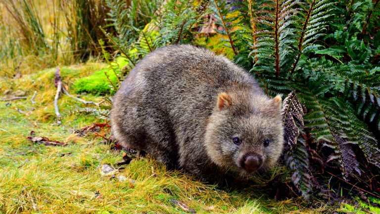 Wombat Fact Sheet | Blog | Nature | PBS