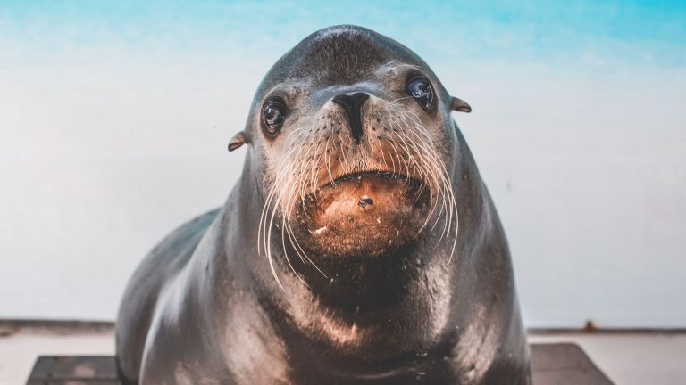 Sea Lion Fact Sheet | Blog | Nature | PBS