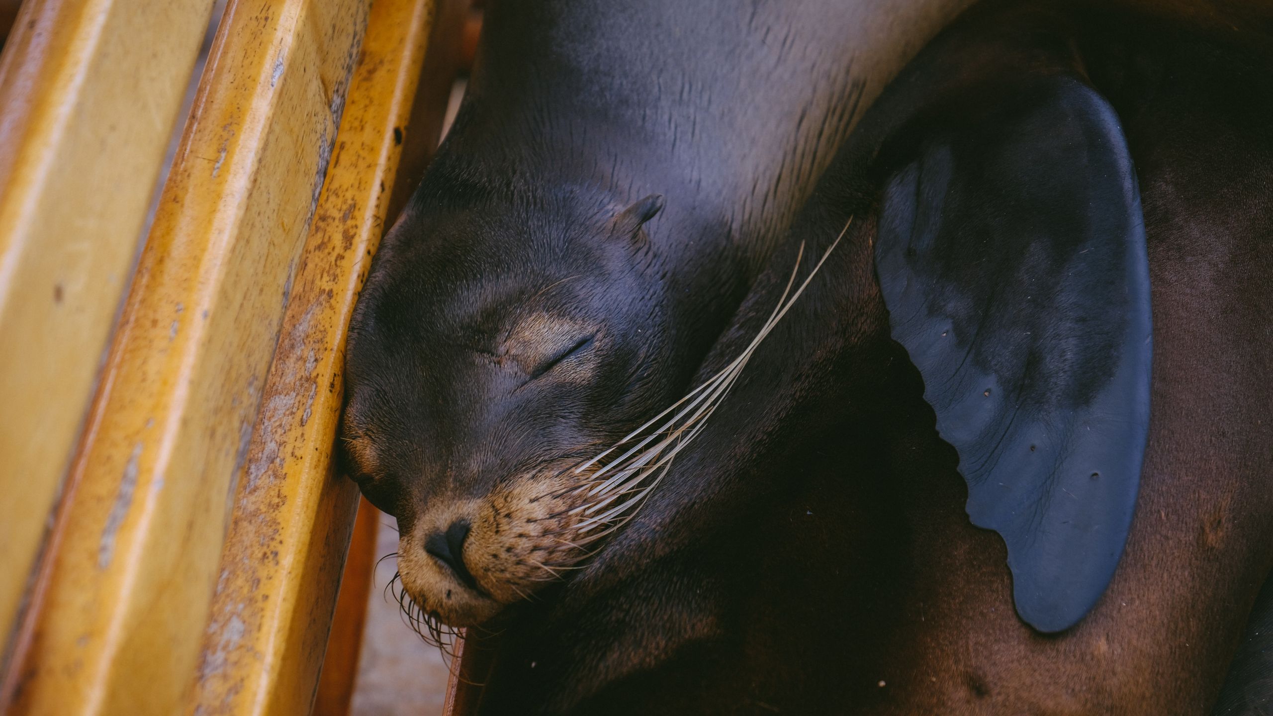 Sea Lion Fact Sheet | Blog | Nature | PBS