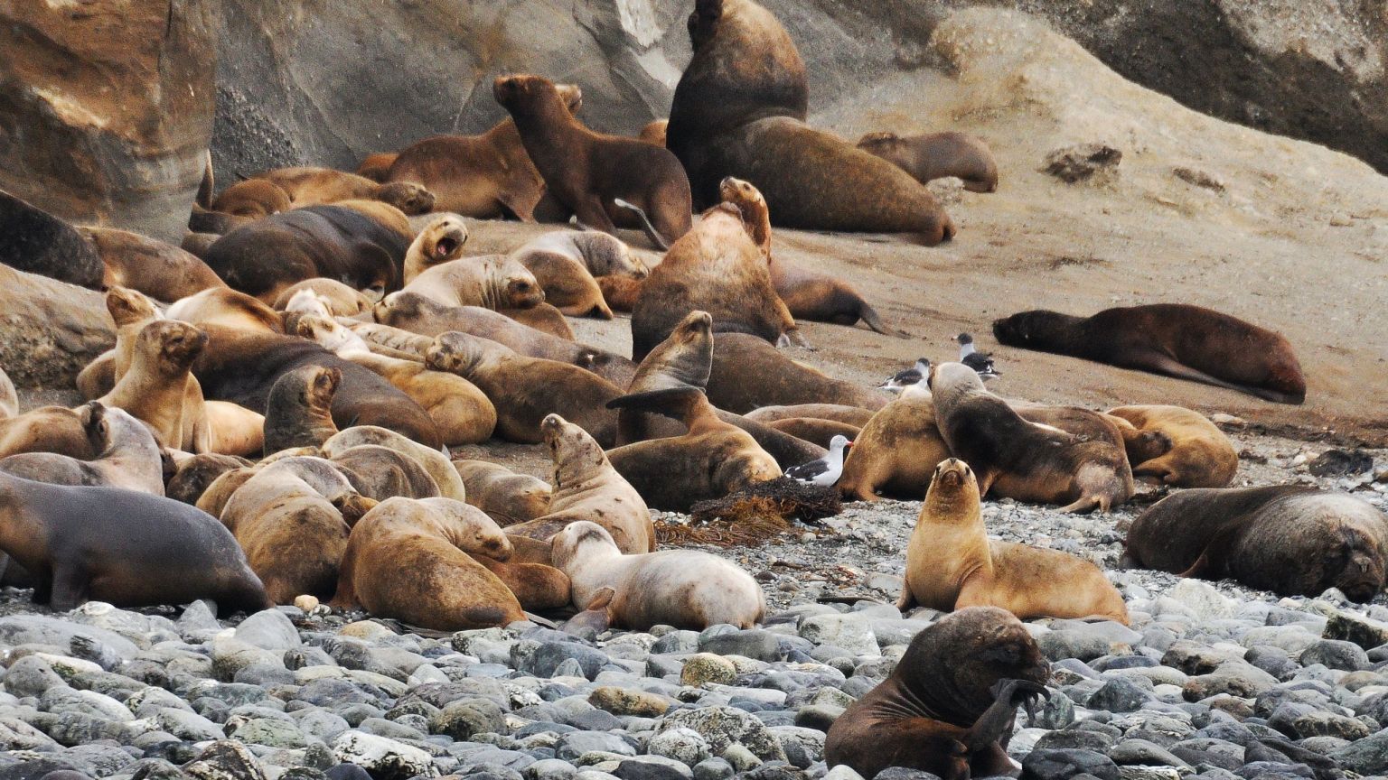 Sea Lion Fact Sheet | Blog | Nature | PBS