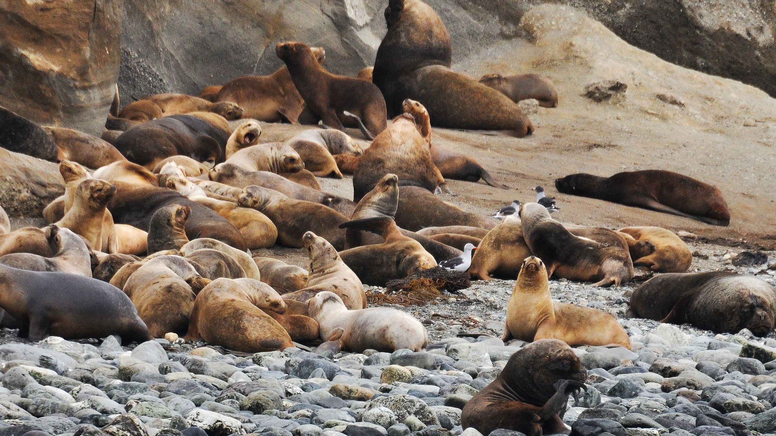 Sea Lion Fact Sheet | Blog | Nature | PBS