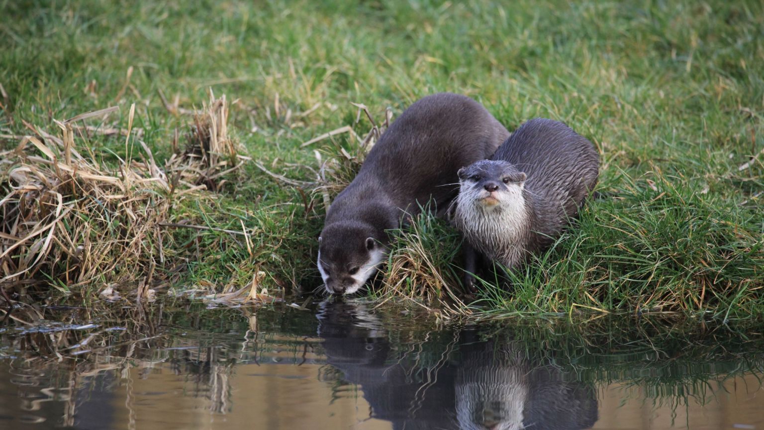 Otter Fact Sheet | Blog | Nature | PBS