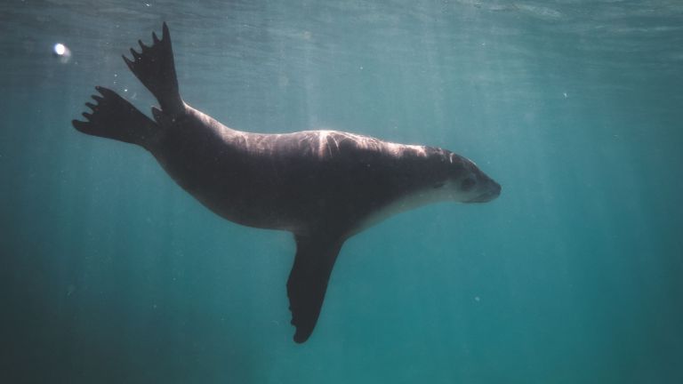 Sea Lion Fact Sheet | Blog | Nature | PBS