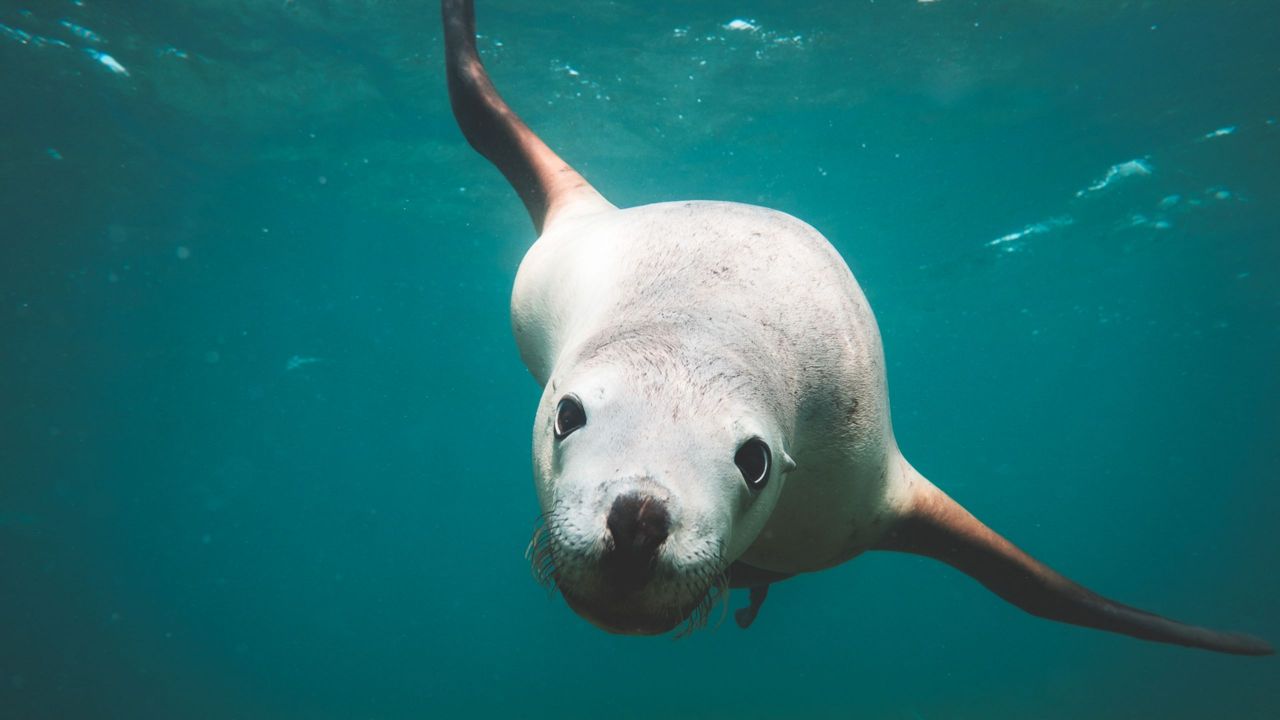 Sea Lion Fact Sheet | Blog | Nature | PBS