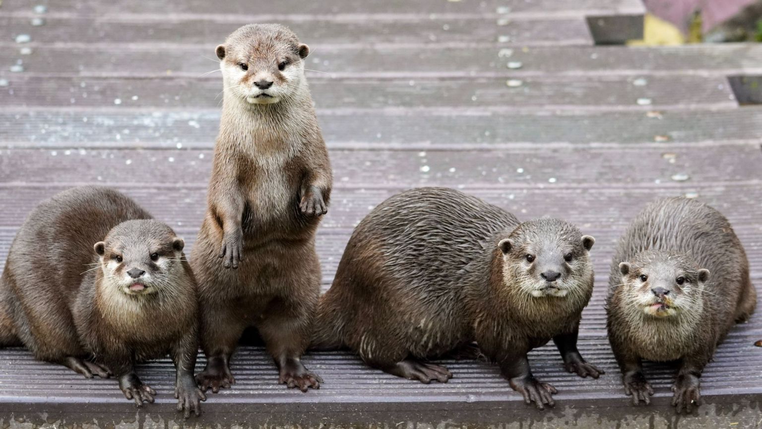 Otter Fact Sheet | Blog | Nature | PBS