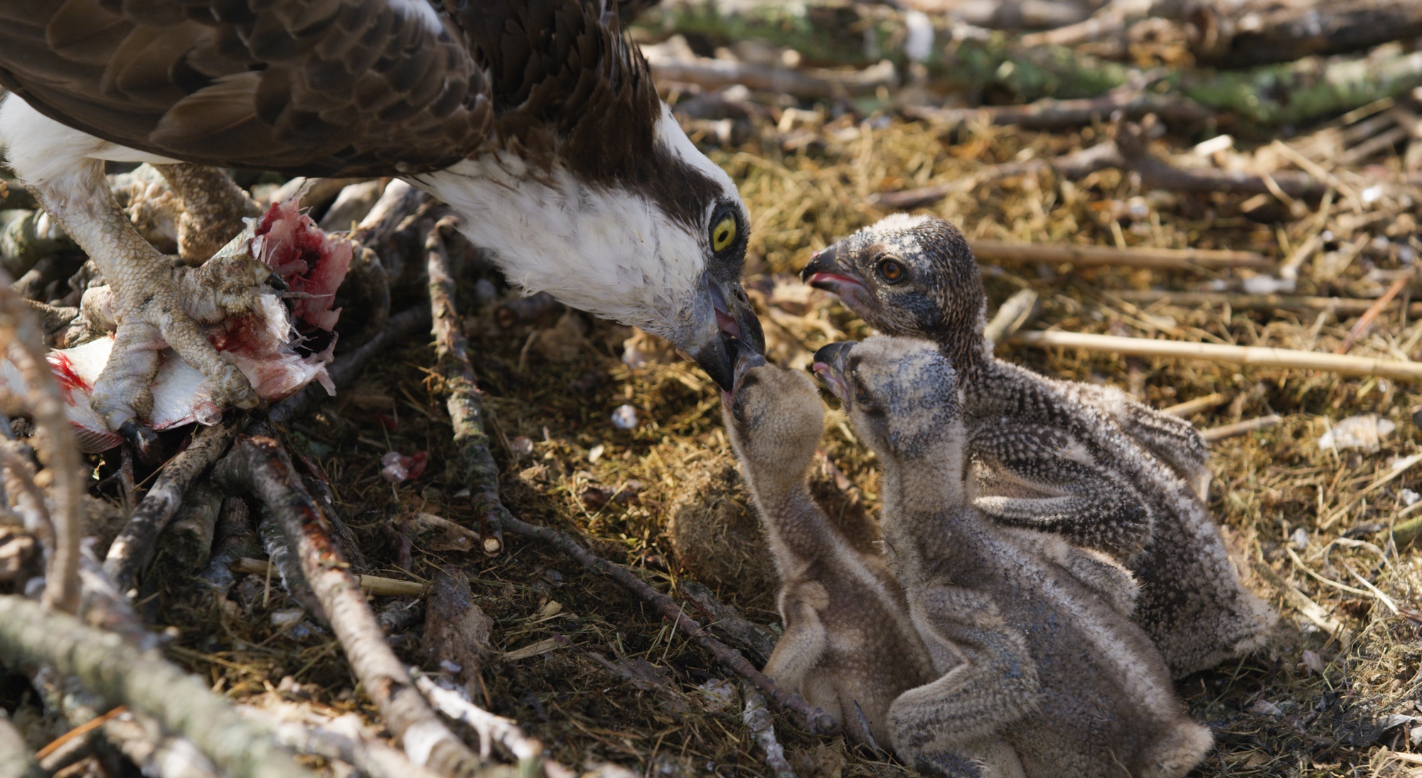 Live Osprey Cam | Nature | PBS