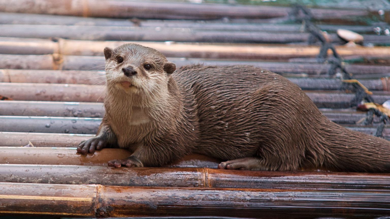 Otter Fact Sheet | Blog | Nature | PBS