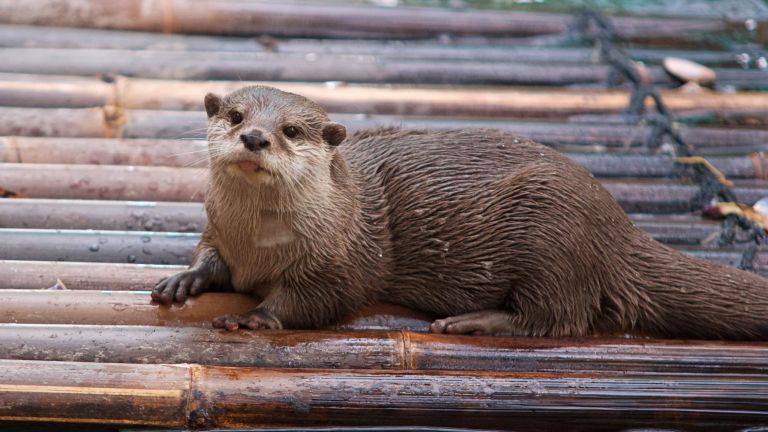 Otter Fact Sheet | Blog | Nature | PBS