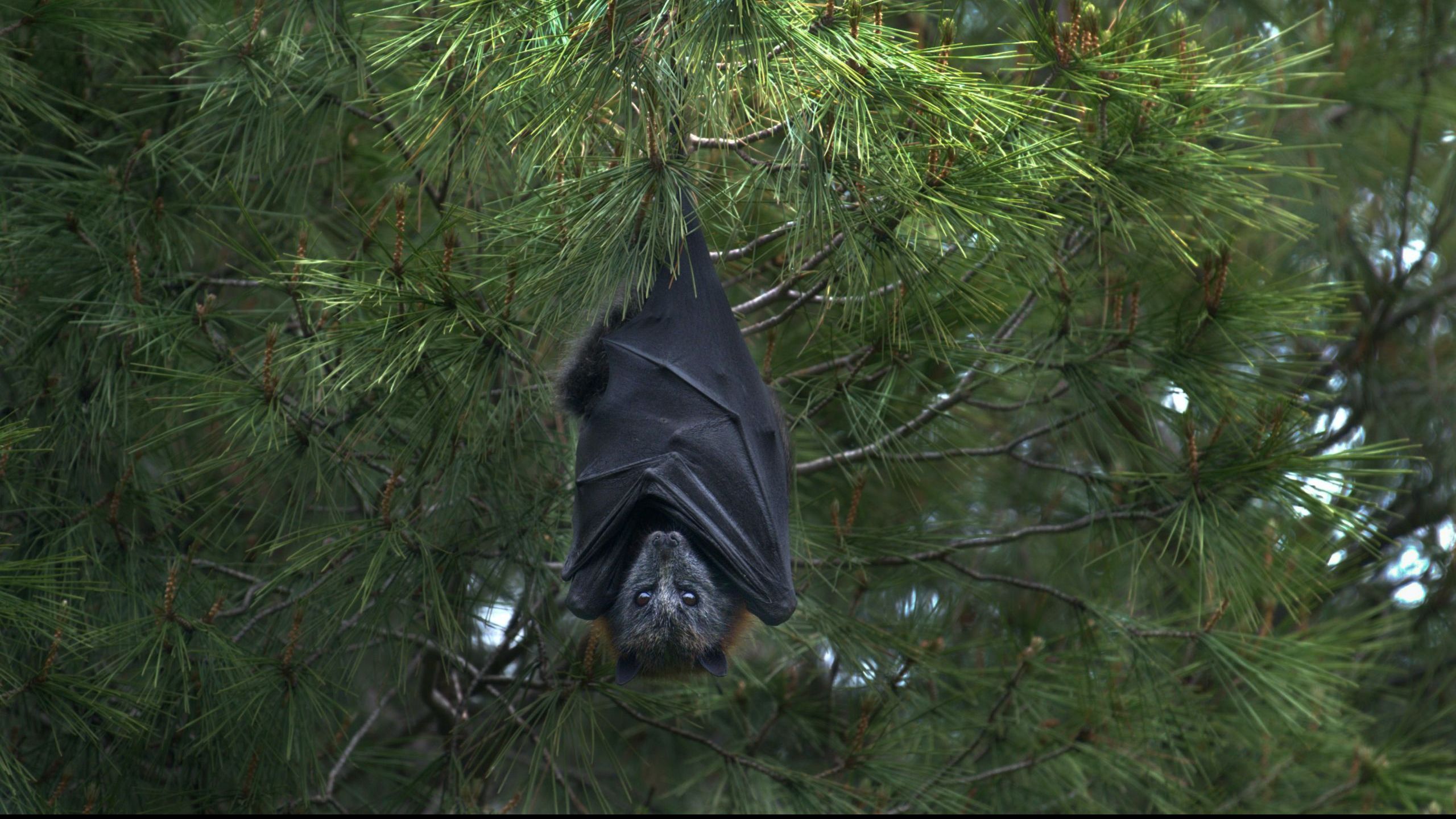 Bat Fact Sheet | Blog | Nature | PBS