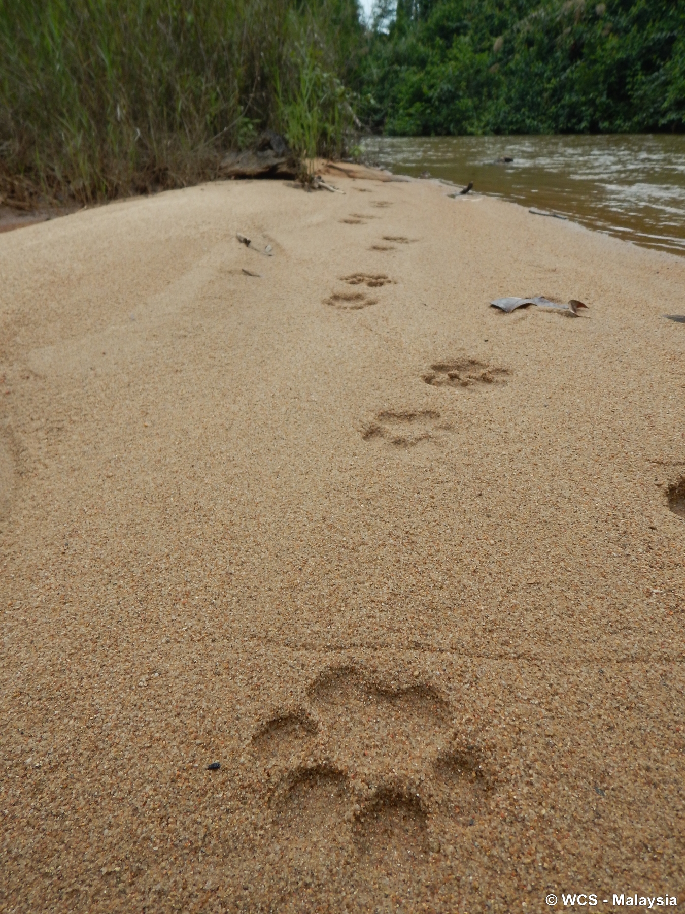 How The Fate of the Tiger Is in Human Hands | Blog | Nature | PBS