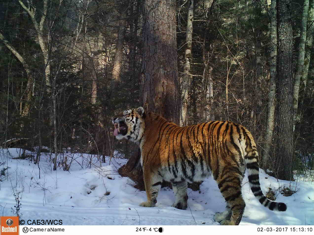 Protecting Tigers in the Russian Far East, Zheny Stoma Is a “Ranger’s ...