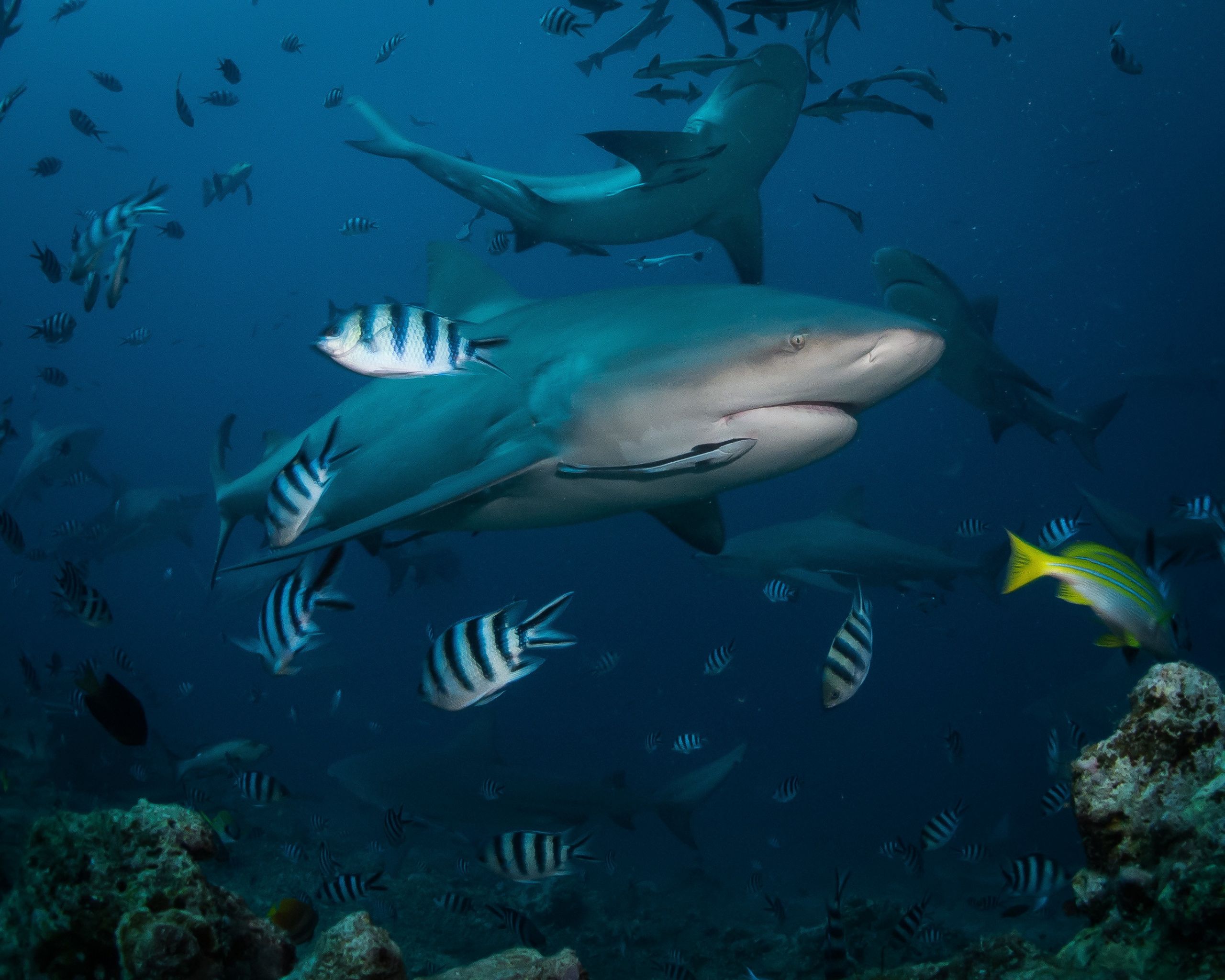 Shark Infested Waters Map