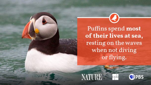 Puffin Fact Sheet | Blog | Nature | PBS
