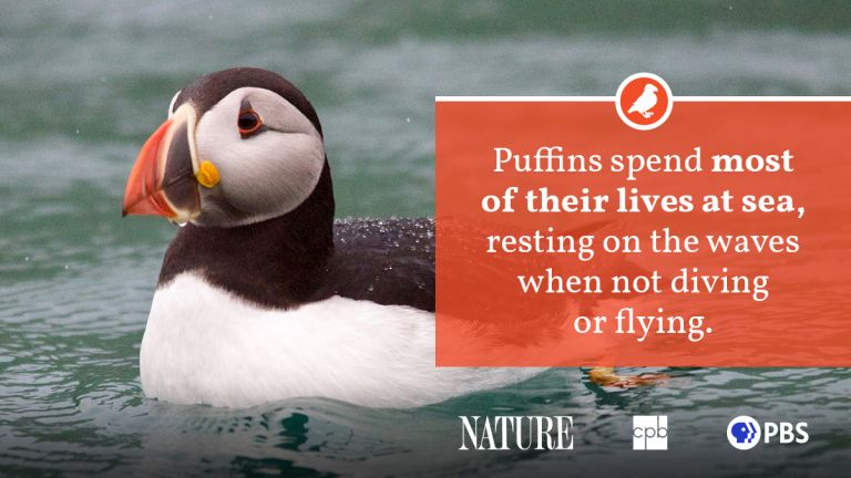 Puffin Fact Sheet | Blog | Nature | PBS