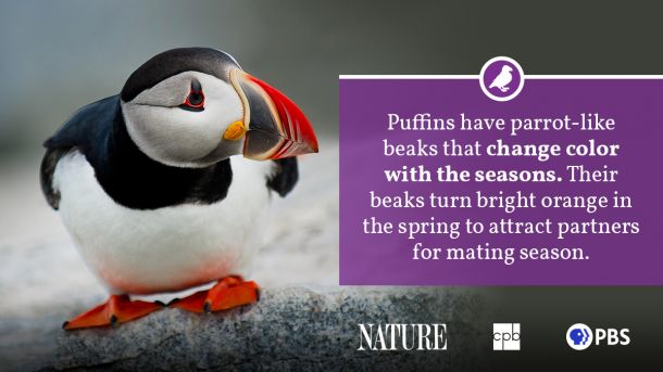 Puffin Fact Sheet | Blog | Nature | PBS