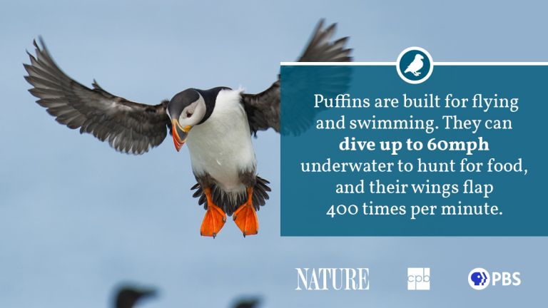 Puffin Fact Sheet | Blog | Nature | PBS
