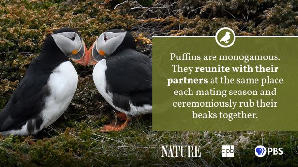Puffin Fact Sheet | Blog | Nature | PBS