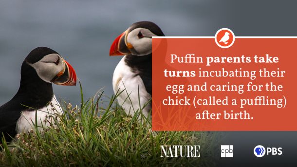 Puffin Fact Sheet | Blog | Nature | PBS