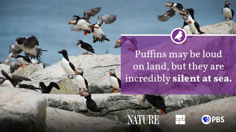 Puffin Fact Sheet | Blog | Nature | PBS