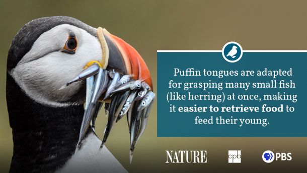 Puffin Fact Sheet | Blog | Nature | PBS