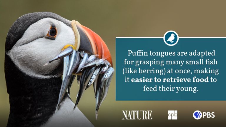 Puffin Fact Sheet | Blog | Nature | PBS
