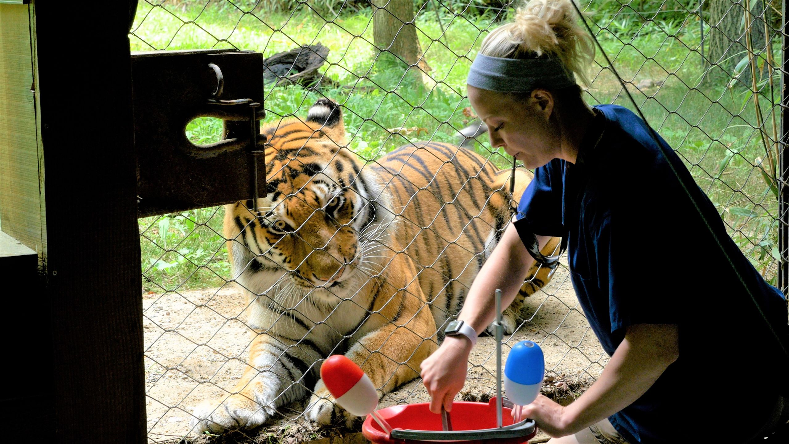 A Childhood Tiger Encounter Forges a Zoo Keeper | Blog | Nature | PBS