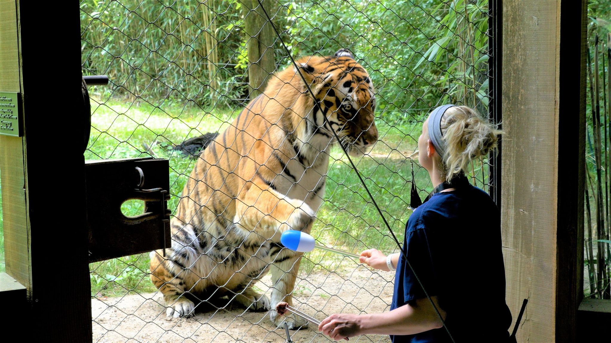 A Childhood Tiger Encounter Forges a Zoo Keeper | Blog | Nature | PBS