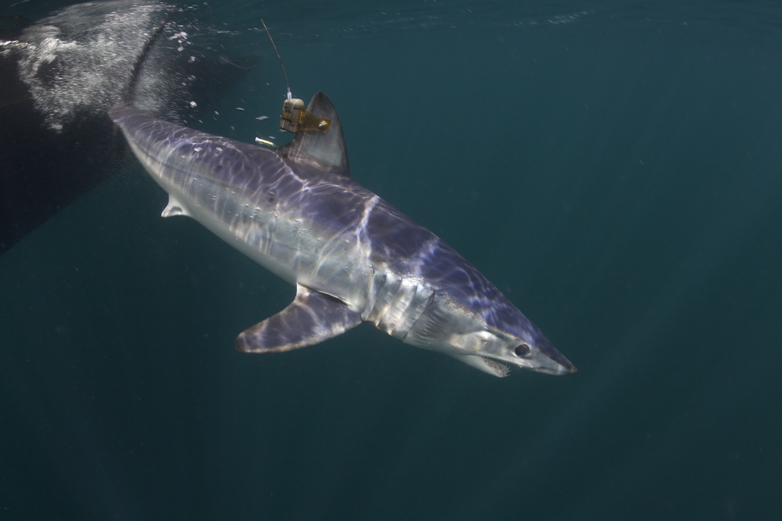 Conservation, Not Exploitation: Shifting the Discussion About Sharks ...