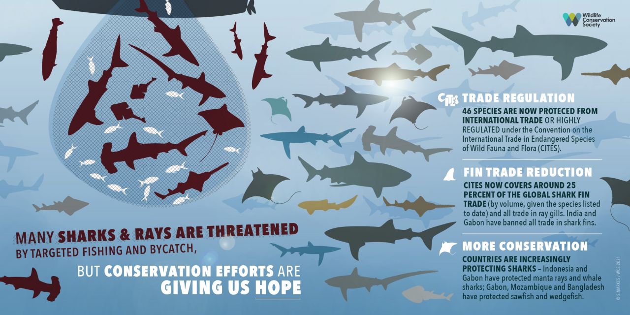 Conservation, Not Exploitation: Shifting the Discussion About Sharks ...