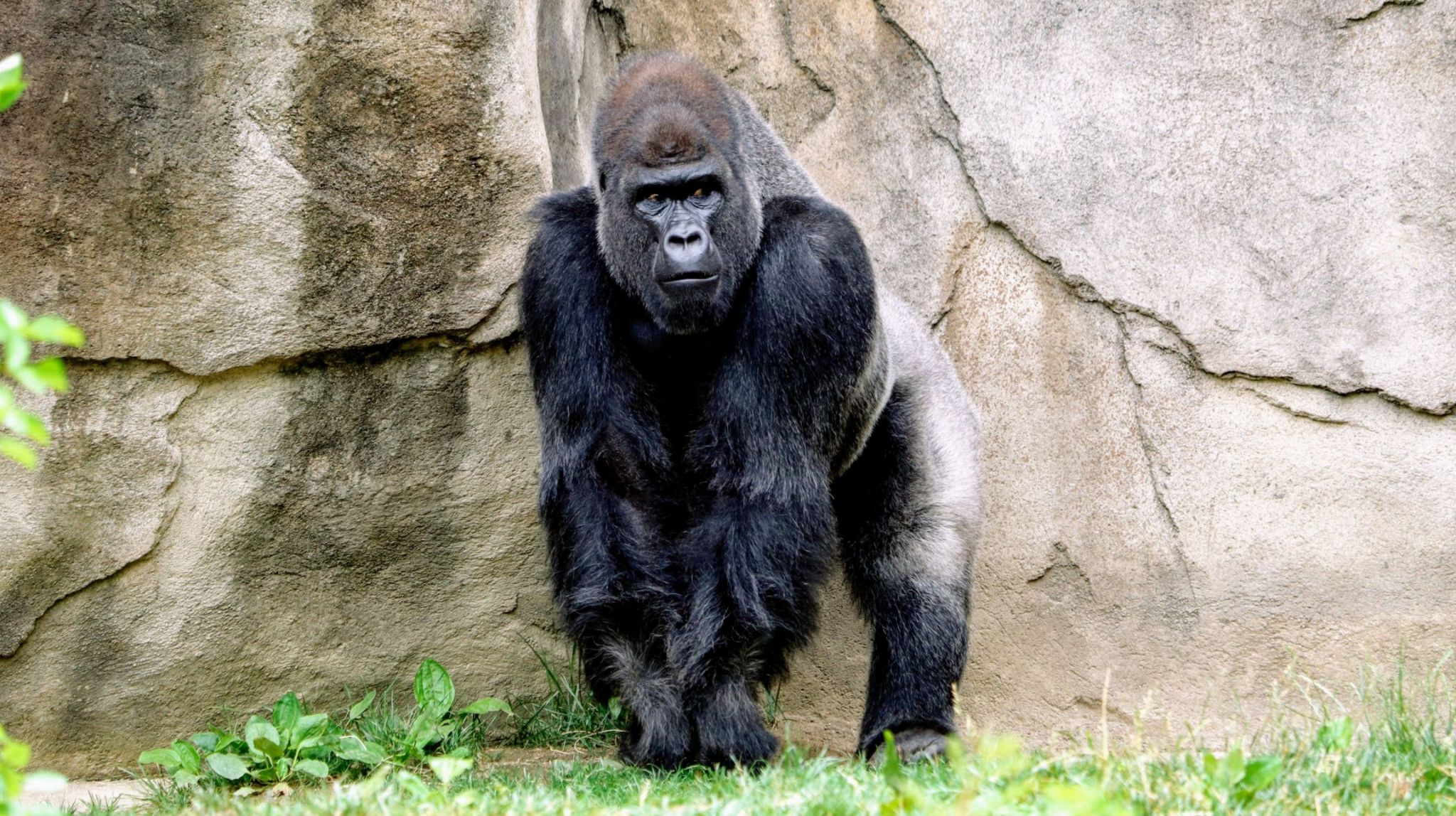 Gorilla Fact Sheet | Blog | Nature | PBS