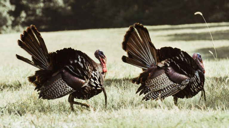Wild Turkey Fact Sheet | Blog | Nature | PBS
