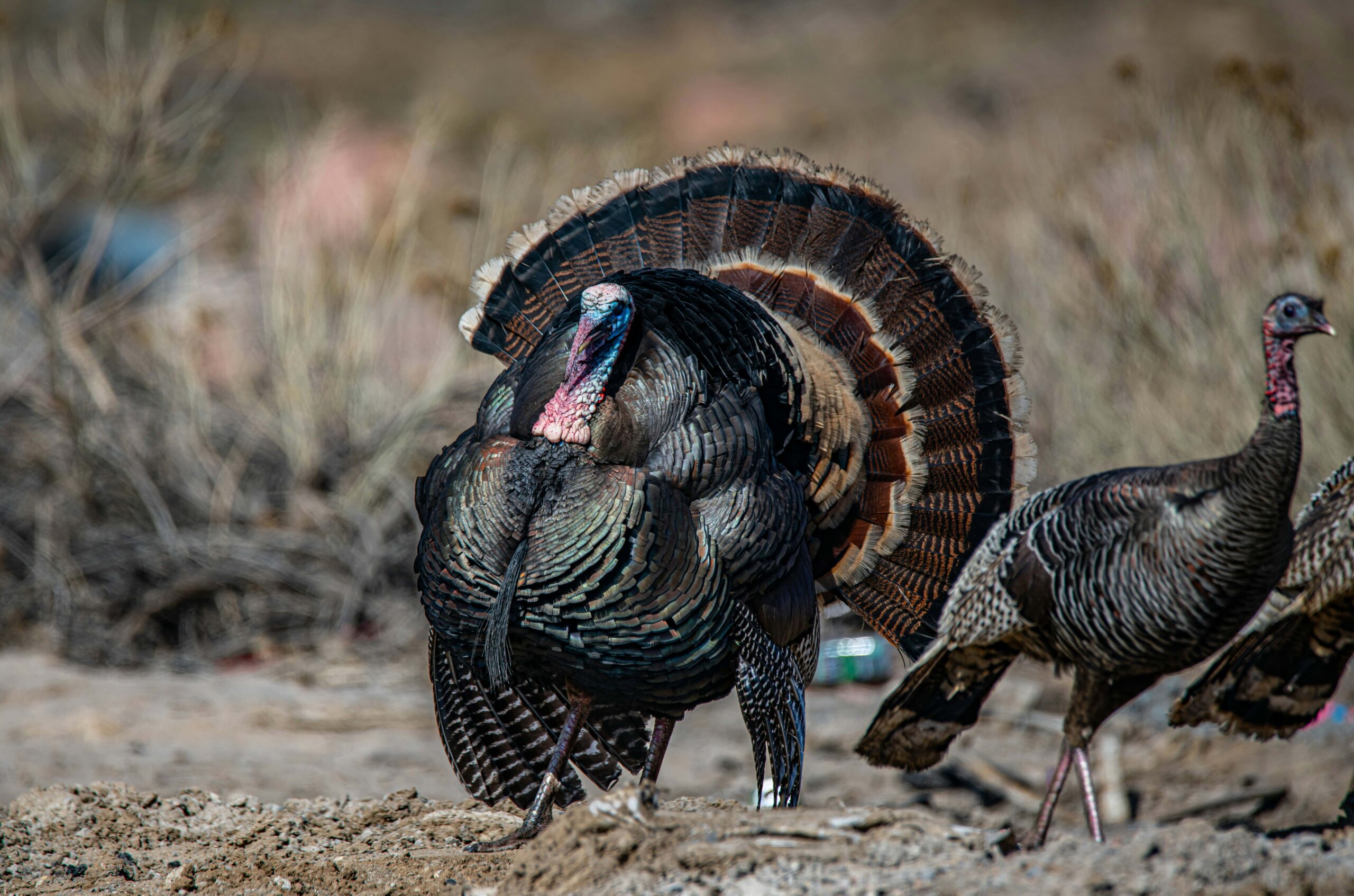 Pavo Salvaje 101 | Wild Turkey Fact Sheet (Spanish) | Blog | Nature | PBS