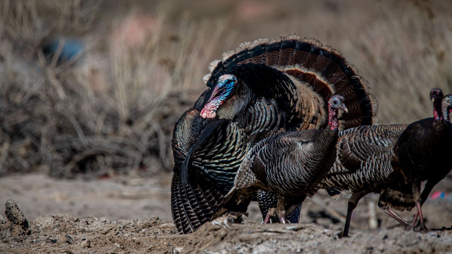 Wild Turkey Fact Sheet | Blog | Nature | PBS