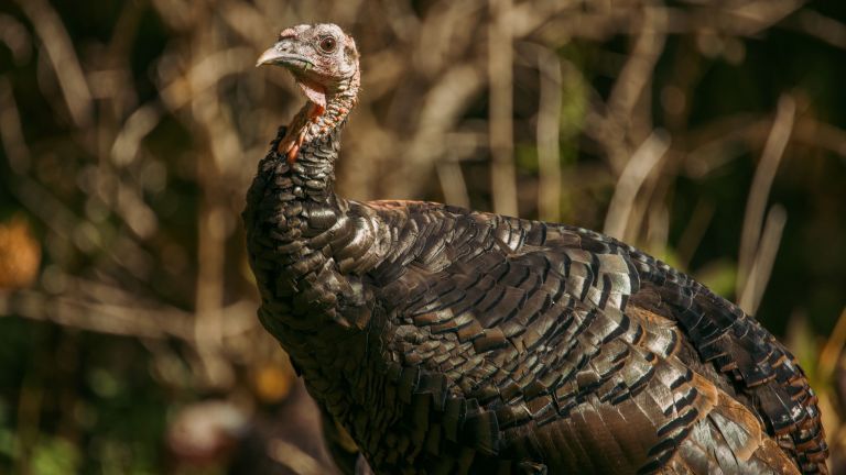 Wild Turkey Fact Sheet | Blog | Nature | PBS