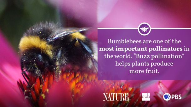 Bumblebee Fact Sheet | Blog | Nature | PBS