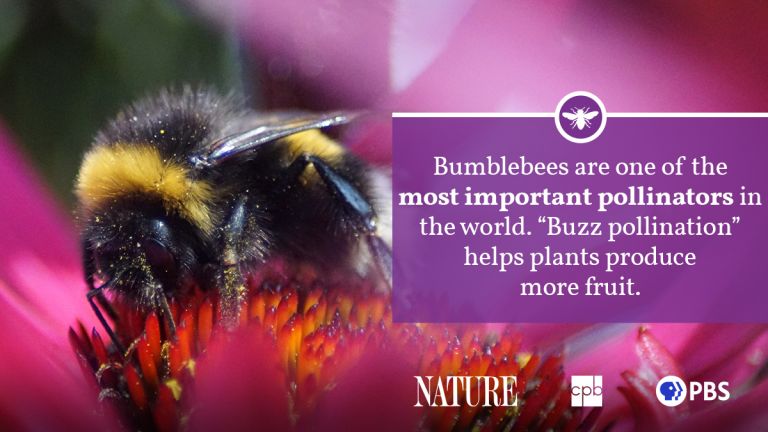 Bumblebee Fact Sheet | Blog | Nature | PBS