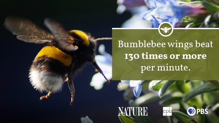 Bumblebee Fact Sheet | Blog | Nature | PBS
