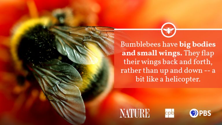 Bumblebee Fact Sheet | Blog | Nature | PBS