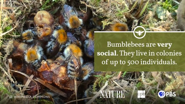 Bumblebee Fact Sheet | Blog | Nature | PBS