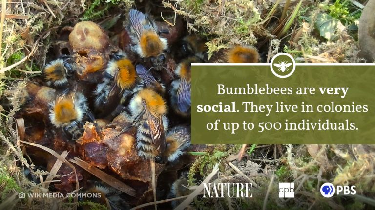 Bumblebee Fact Sheet | Blog | Nature | PBS