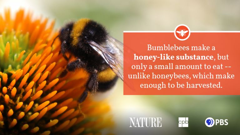 Bumblebee Fact Sheet | Blog | Nature | PBS