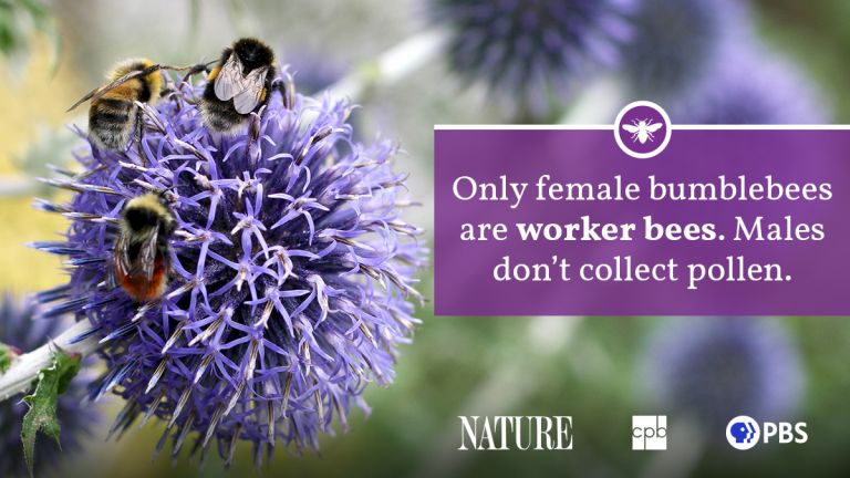 Bumblebee Fact Sheet | Blog | Nature | PBS