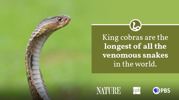King Cobra Fact Sheet | Blog | Nature | PBS