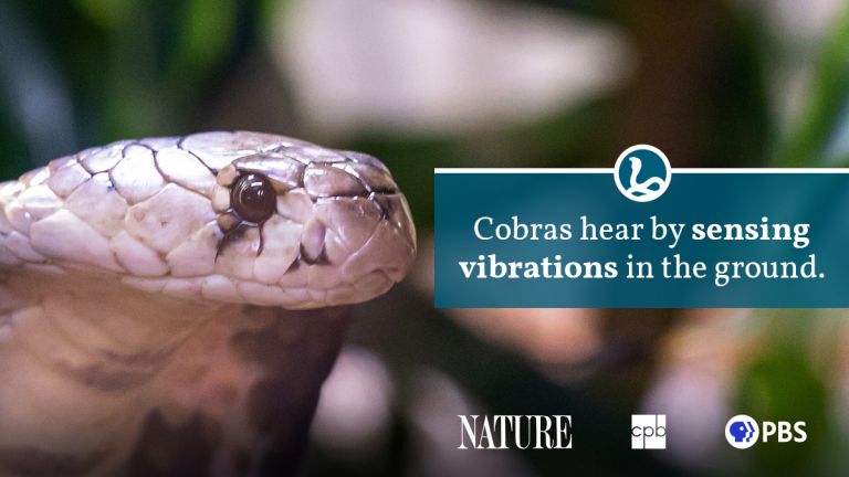 King Cobra Fact Sheet | Blog | Nature | PBS