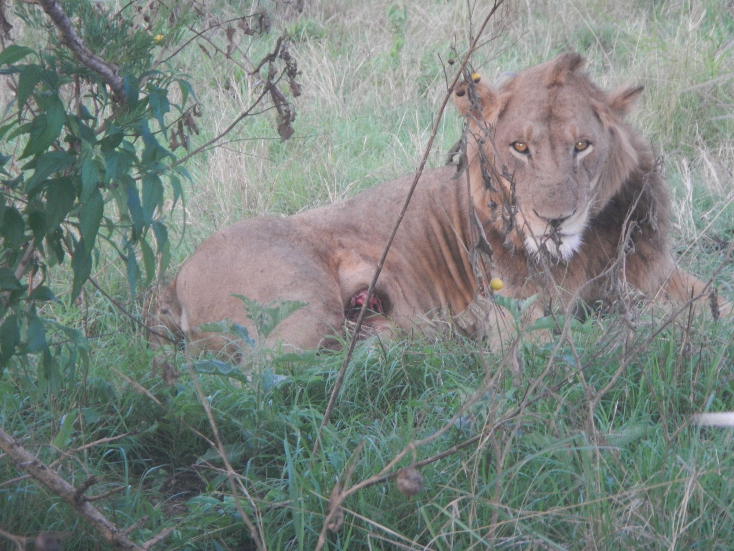 Snares Pose a Grave Threat to Lions in Africa Today | Blog | Nature | PBS