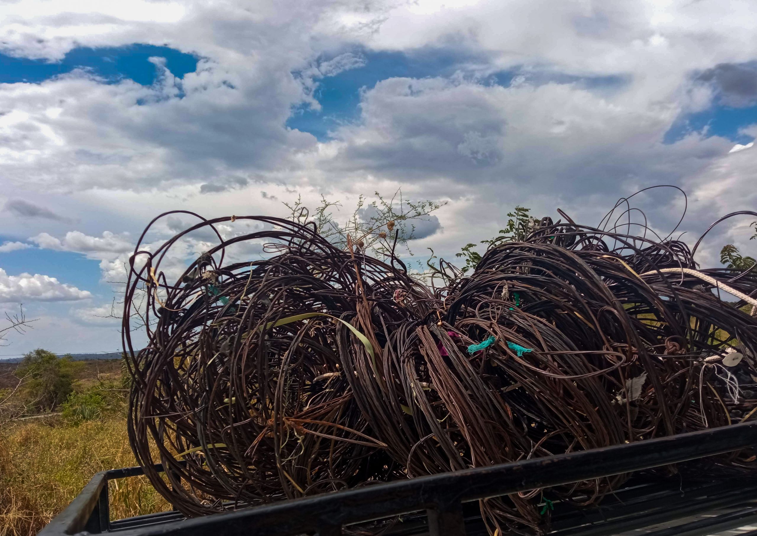 Snares Pose a Grave Threat to Lions in Africa Today | Blog | Nature | PBS