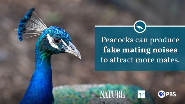 Peacock Fact Sheet | Blog | Nature | PBS