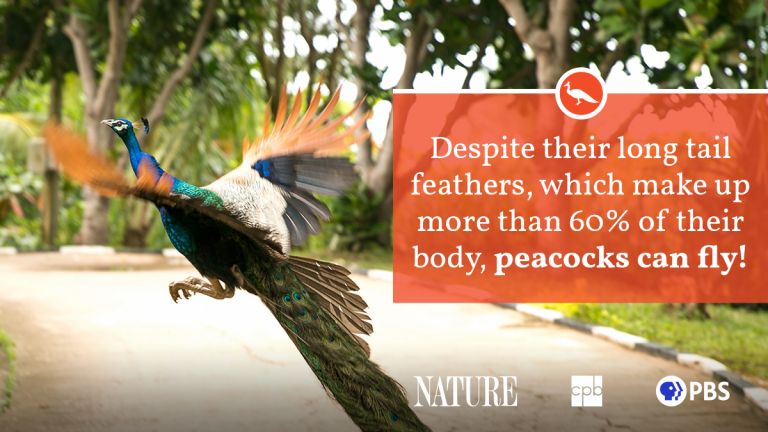 Peacock Fact Sheet | Blog | Nature | PBS