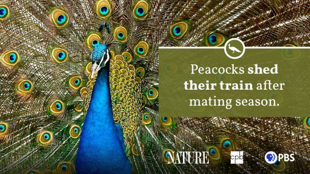 Peacock Fact Sheet | Blog | Nature | PBS